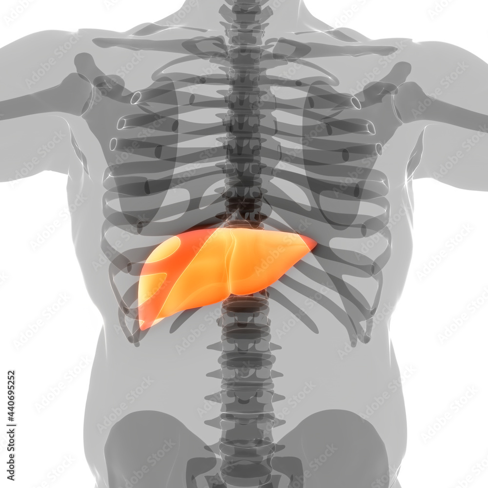 Human Internal Digestive Organ Liver Anatomy Stock Illustration | Adobe ...