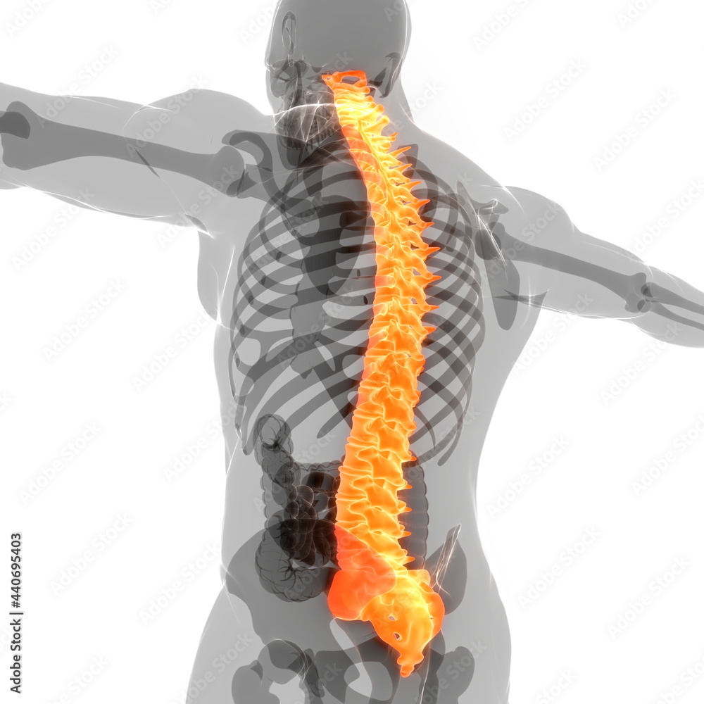 Spinal Cord Vertebral Column of Human Skeleton System Anatomy Stock ...