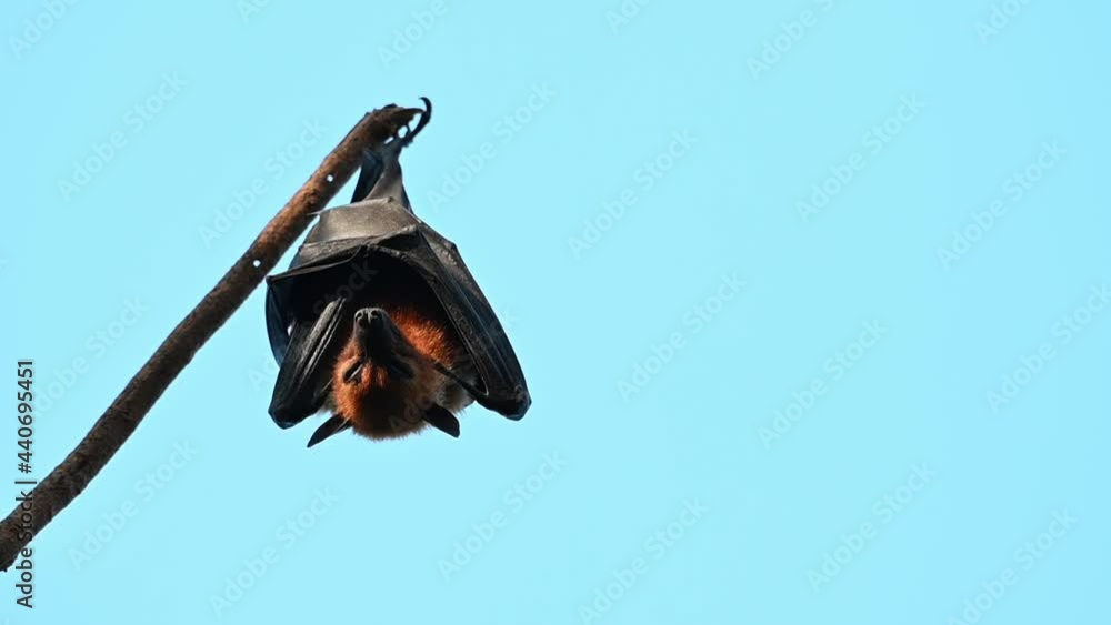 Video Stock Lyle's Flying Fox, Pteropus lylei, Saraburi, Thailand ...