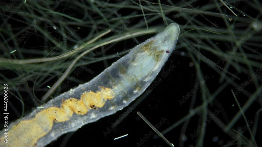 Vidéo Stock worm Nais sp. under a microscope, the Tubificidae family, a ...
