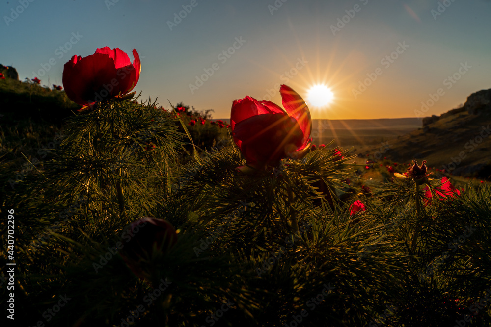 Wild peony is thin leaved Paeonia tenuifolia, in its natural ...