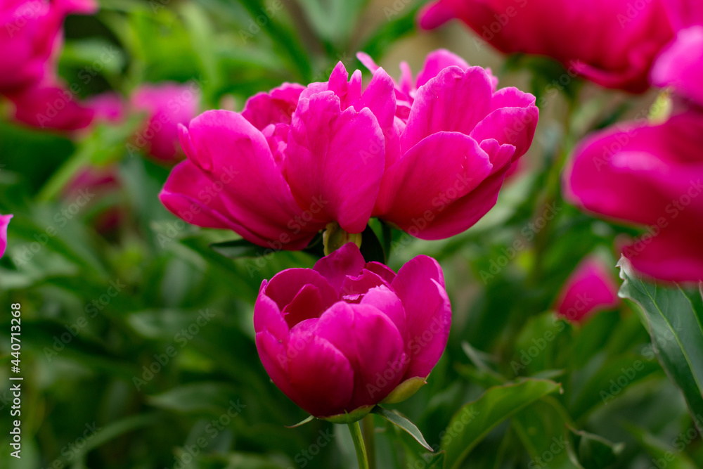Hermosas peonías rojas en el Jardín Stock Photo | Adobe Stock