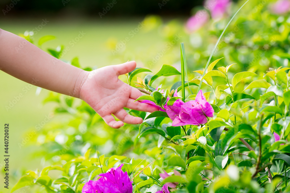 The little girl's hand was touching the surface of the pink flower ...