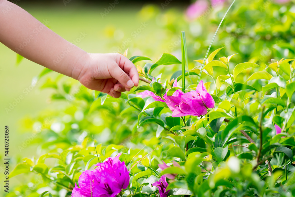 The little girl's hand was touching the surface of the pink flower ...
