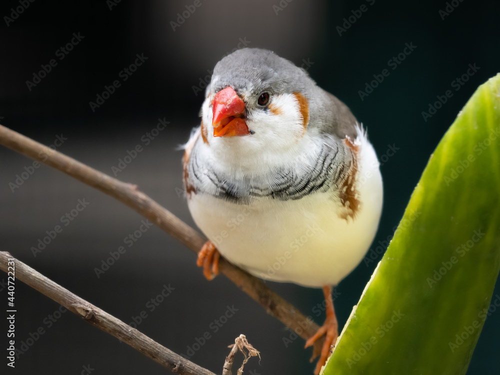 Vogel Stock Photo | Adobe Stock