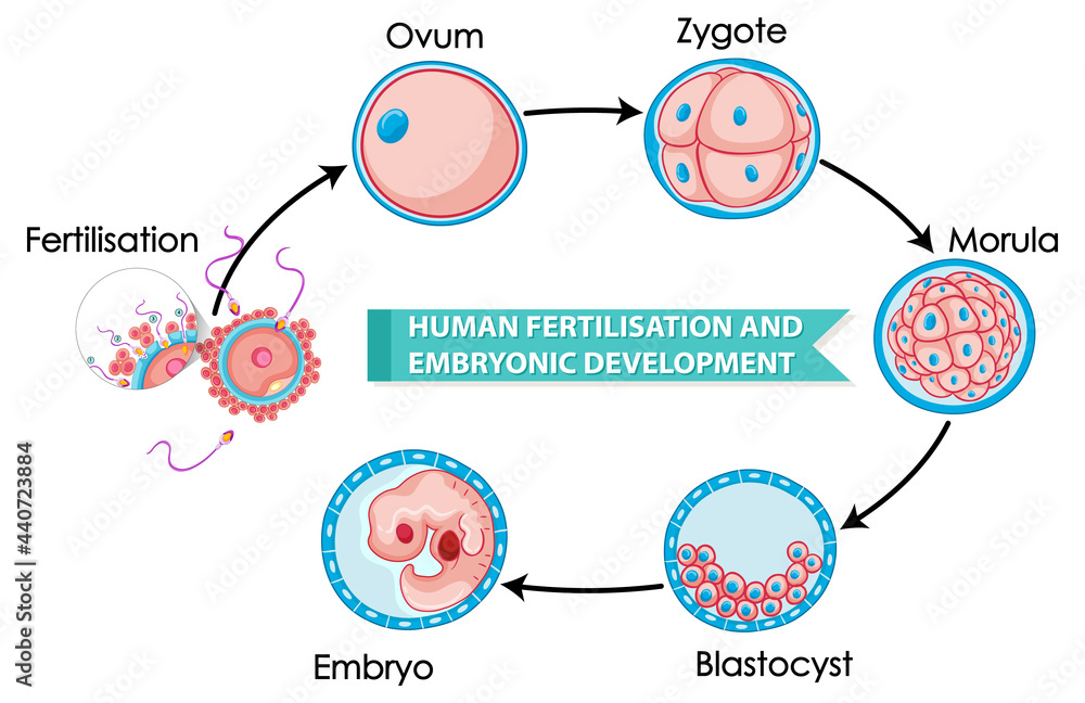 Human fertilisation and embryonic development Stock Vector | Adobe Stock