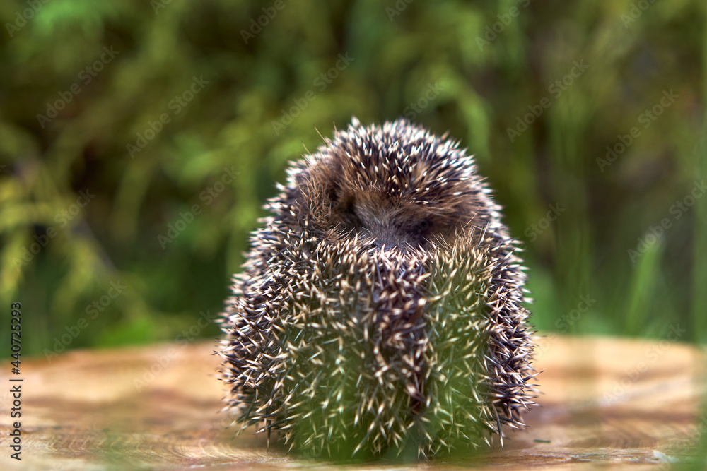 hedgehog is curled up in a ball and lies on a stump in the grass. Small ...