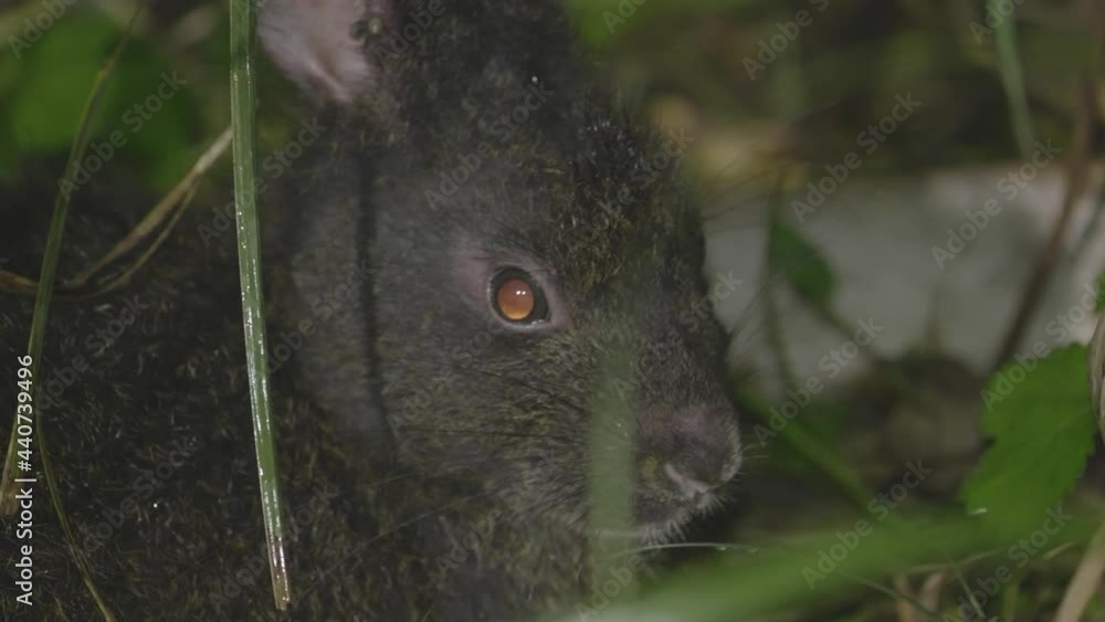 A close-up of Amami Rabbit, a rare species of rabbit that is endemic to ...