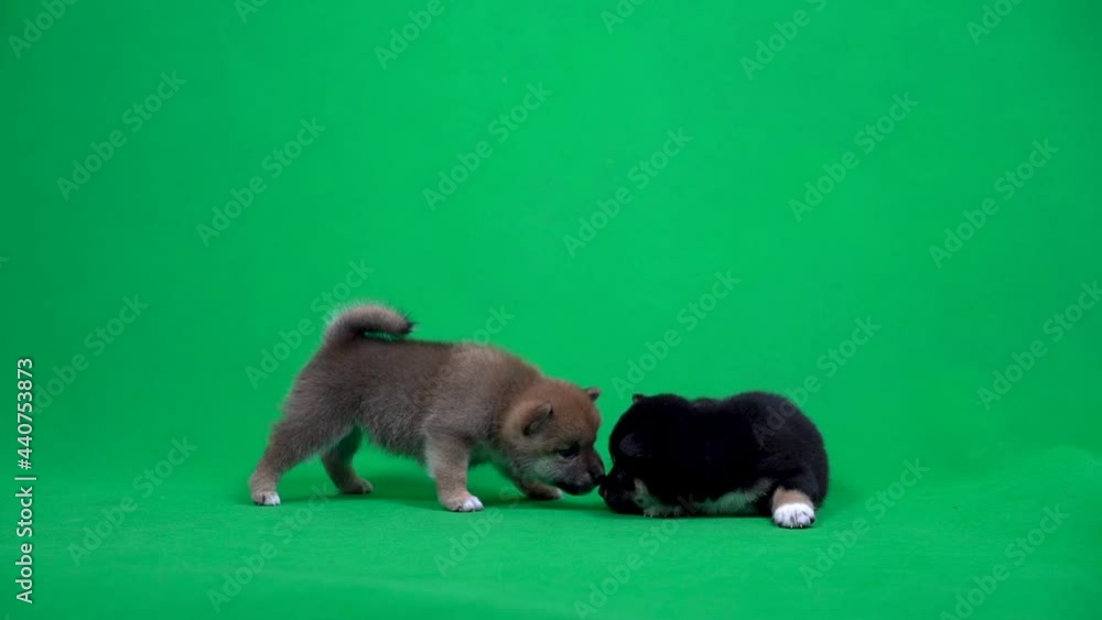 Cute Shiba inu dog. Two Puppy dogs playing on Green screen background ...
