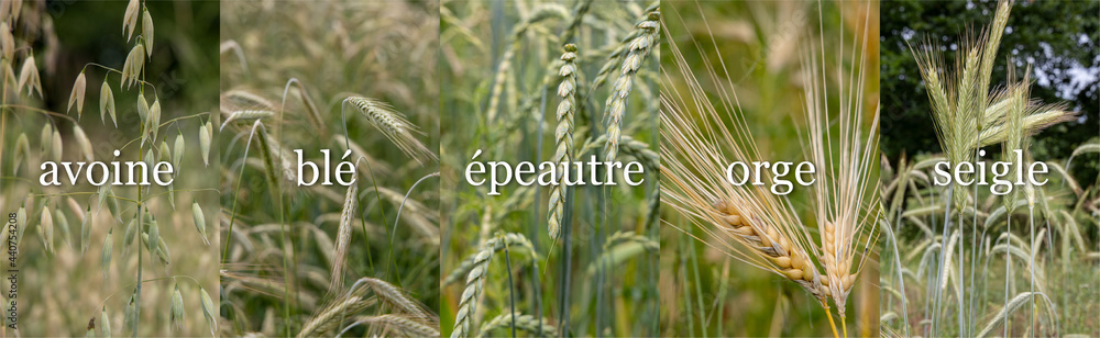 différents types de céréales : avoine, blé, épeautre, orge, seigle foto ...