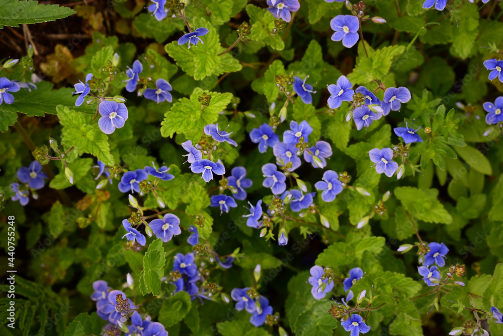 Gamander Ehrenpreis, Veronica chamaedrys, viele Blüten auf der Wiese ...