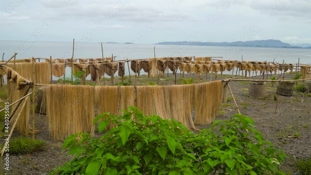 Abaca fiber, known as Manila Hemp, drying on the beach. Philippines ...
