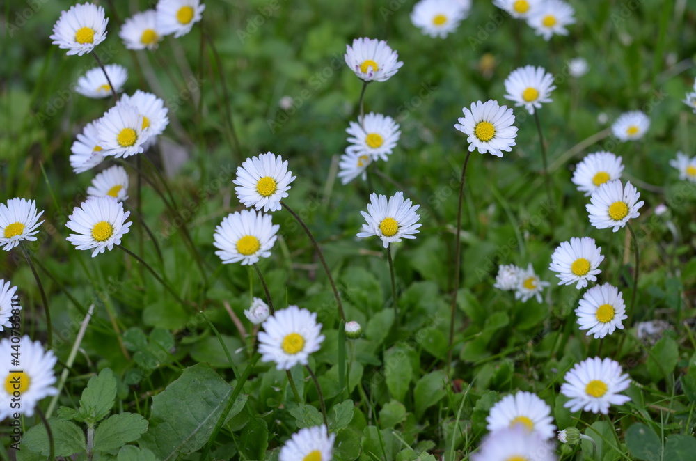 Stokrotka , pole stokrotek , Stokrotki , pole stokrotek ,kwiat ...