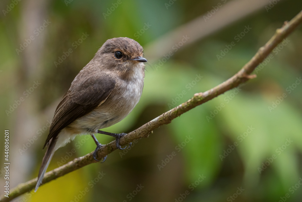 Dusky-brown Flycatcher - Muscicapa adusta, beautiful small brown ...