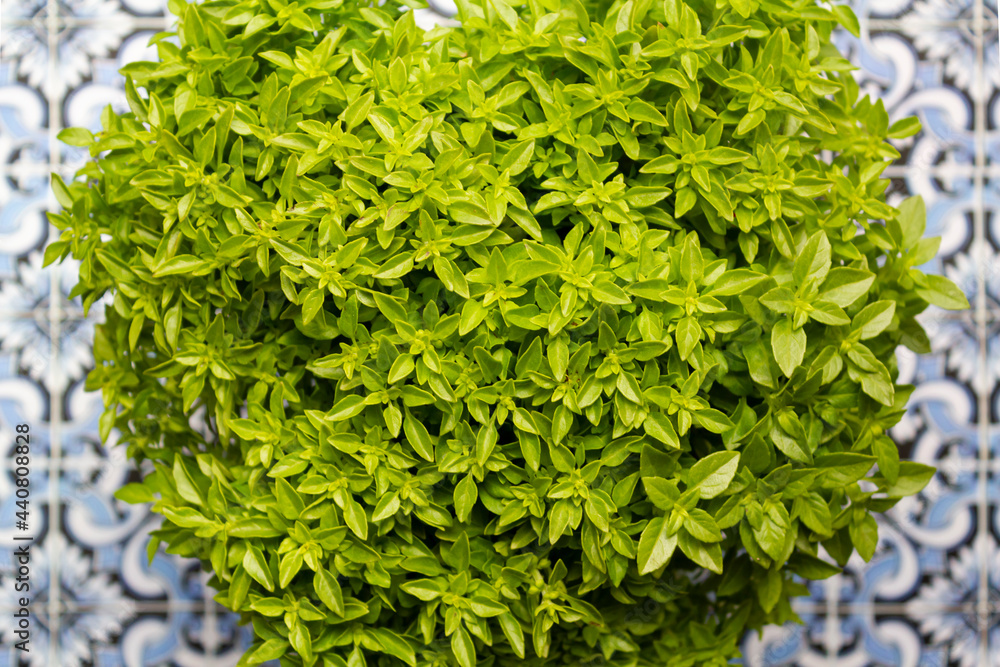 Pot of basil called manjerico, a traditional plant of portuguese ...