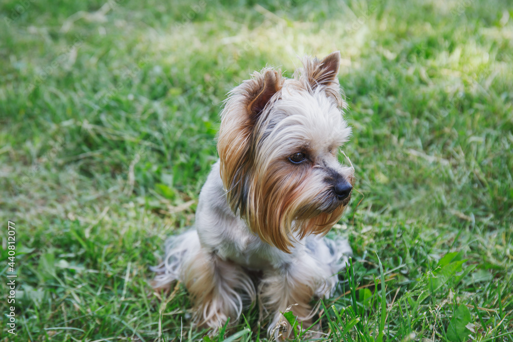 Yorkshire terrier for a walk in the park. Portrait of a dog in nature ...