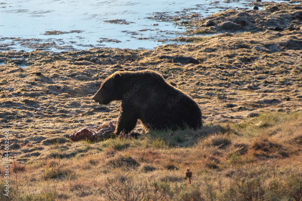 Lone Grizzly bear backlit by morning sunlight guarding elk kill next to ...