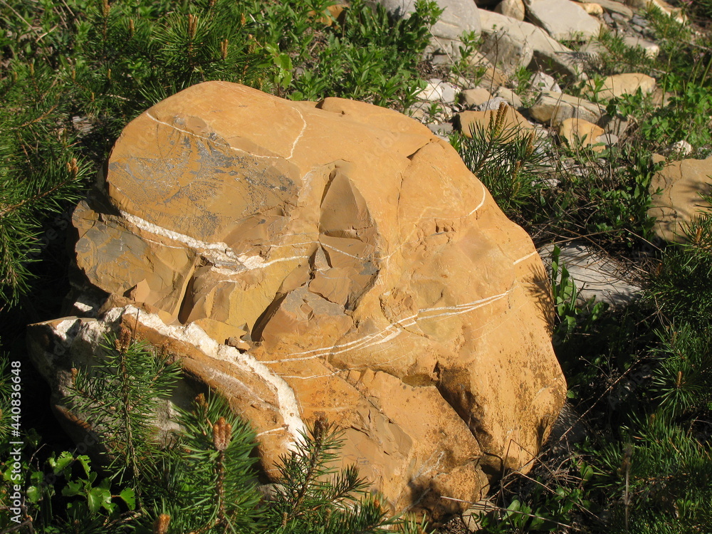 Huge siltstone with quartz veins. Yellow sandstone. Stock Photo | Adobe ...