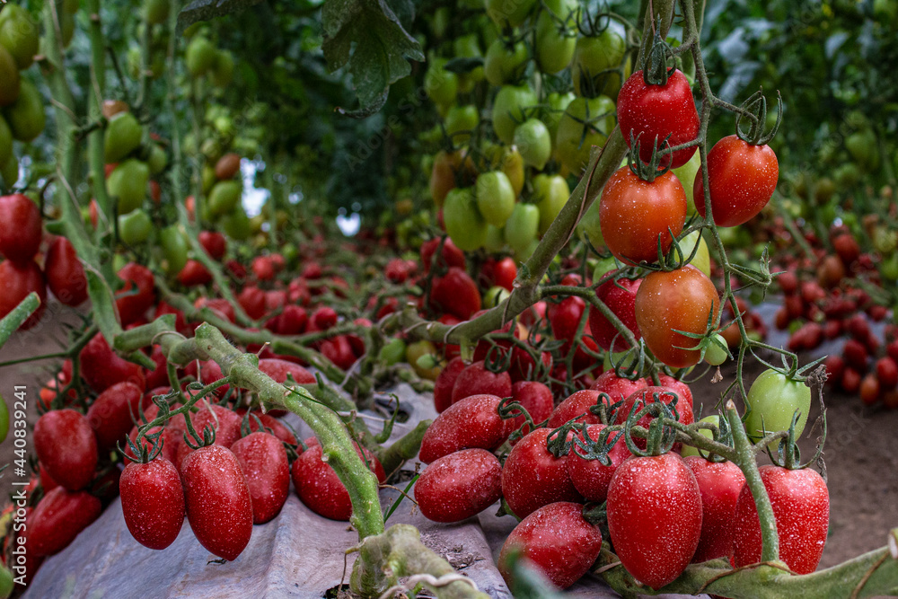 Producción de Tomate Stock Photo | Adobe Stock