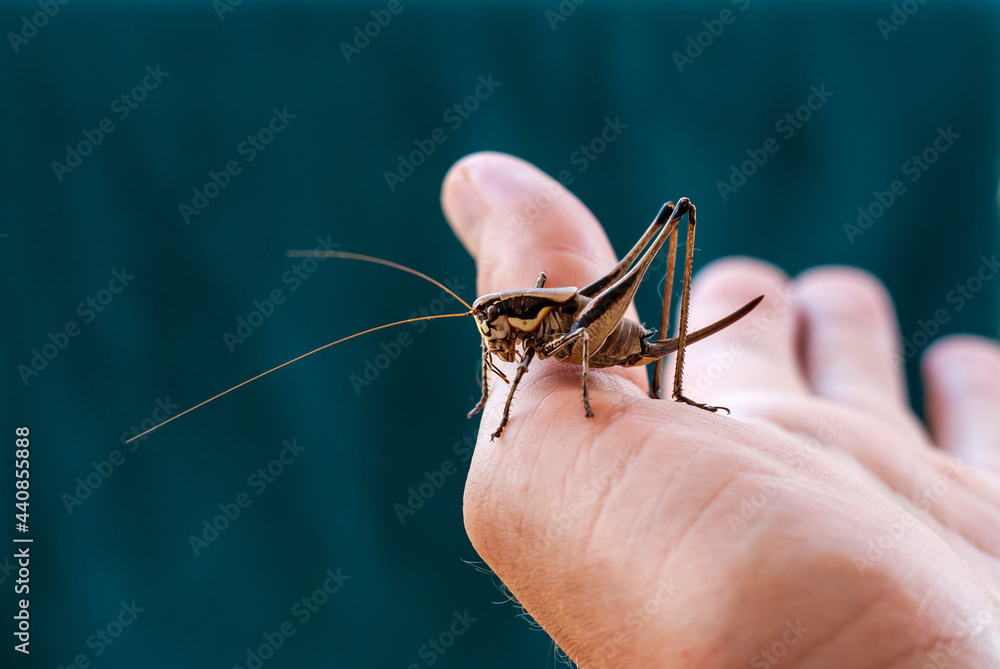 Wart Biter or Bush Cricket Female Insect with Long Ovipositor on Back ...