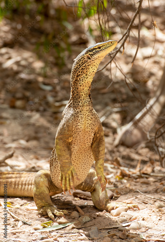 Australian Outback Lizards