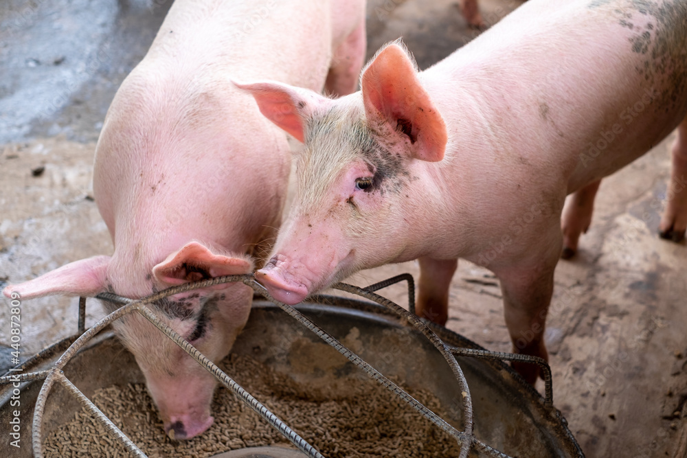 Pig farm in swine business in tidy and clean indoor housing farm, with ...