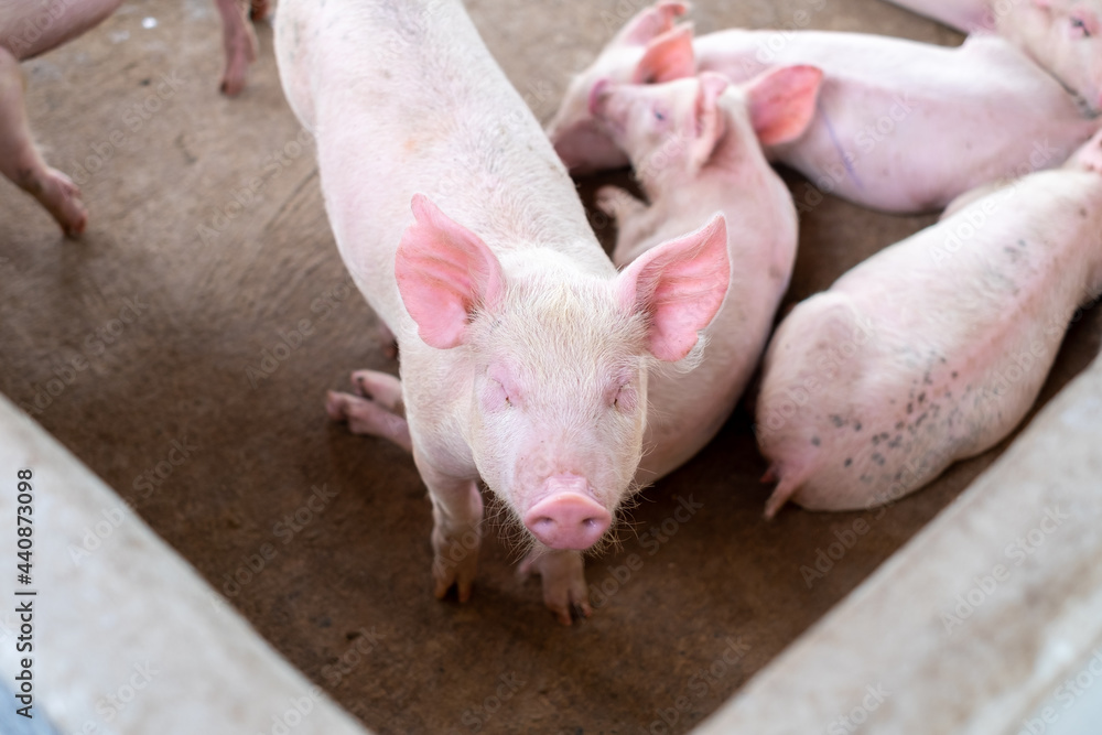 Pig farm in swine business in tidy and clean indoor housing farm, with ...