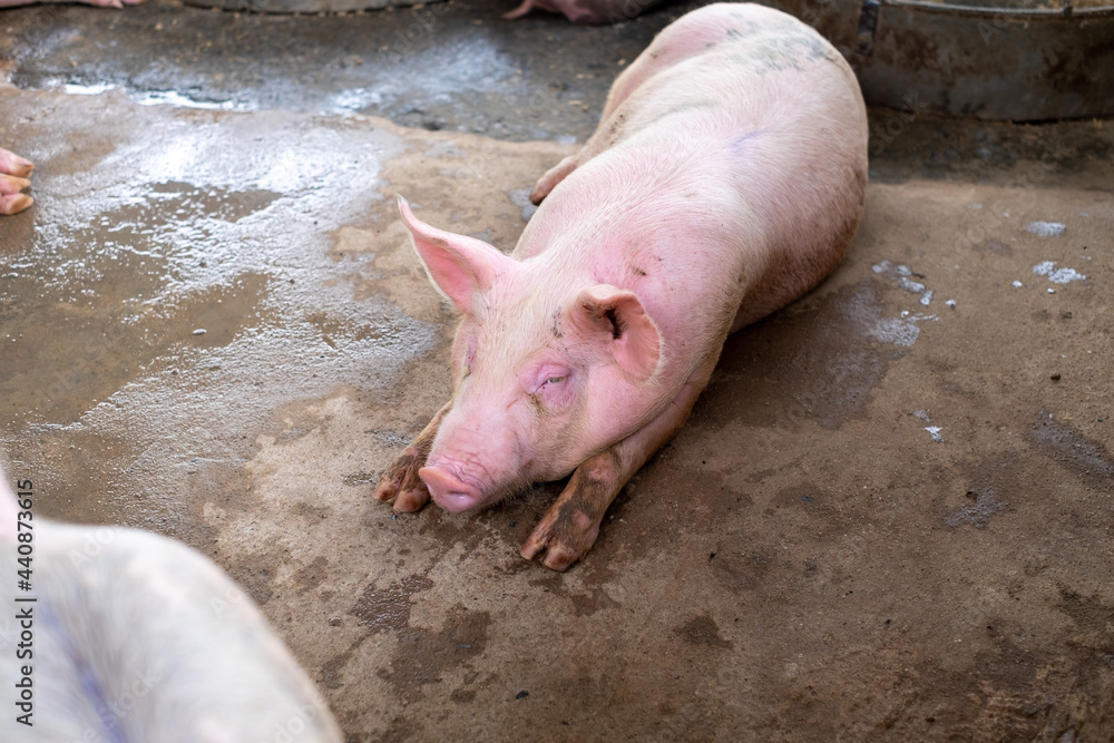 Pig farm in swine business in tidy and clean indoor housing farm, with ...