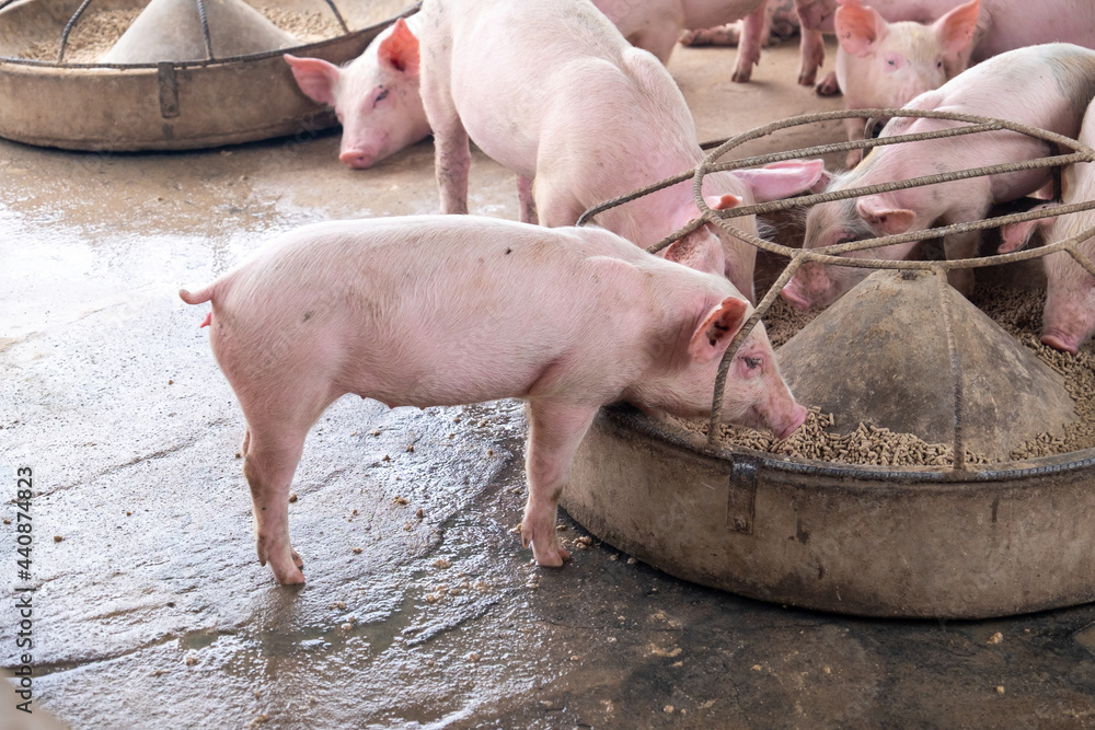 Pig farm in swine business in tidy and clean indoor housing farm, with ...