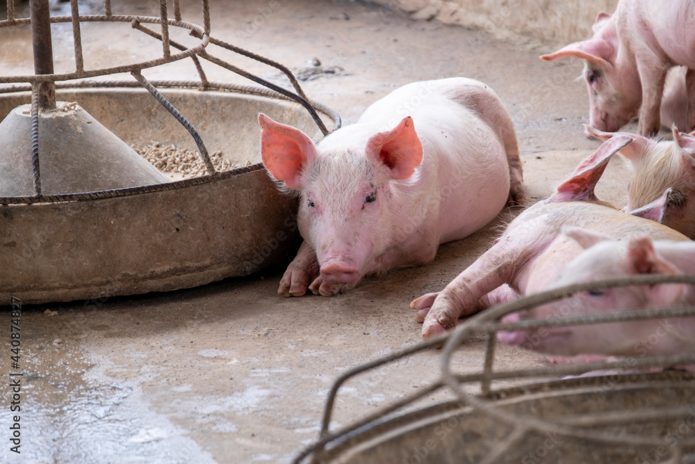 Pig farm in swine business in tidy and clean indoor housing farm, with ...