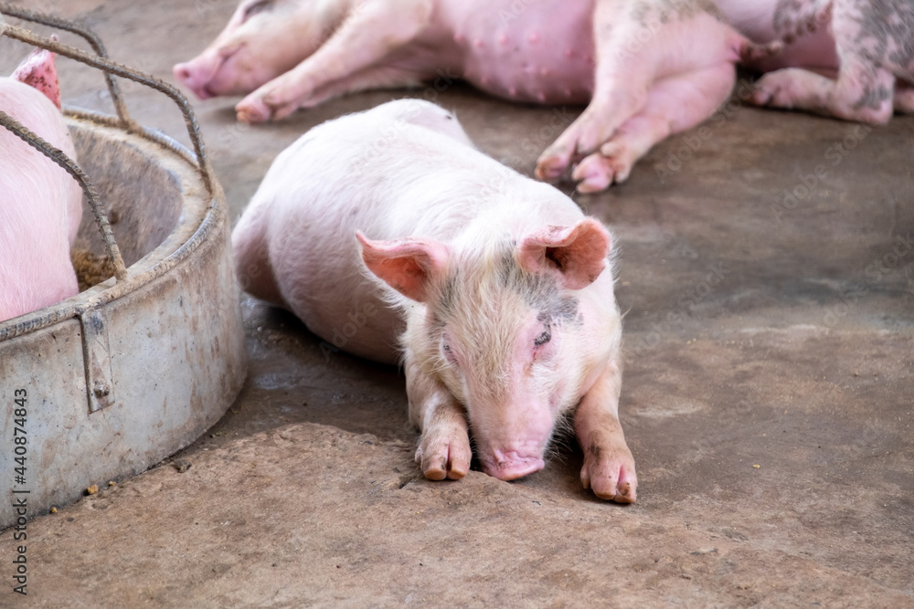 Pig farm in swine business in tidy and clean indoor housing farm, with ...