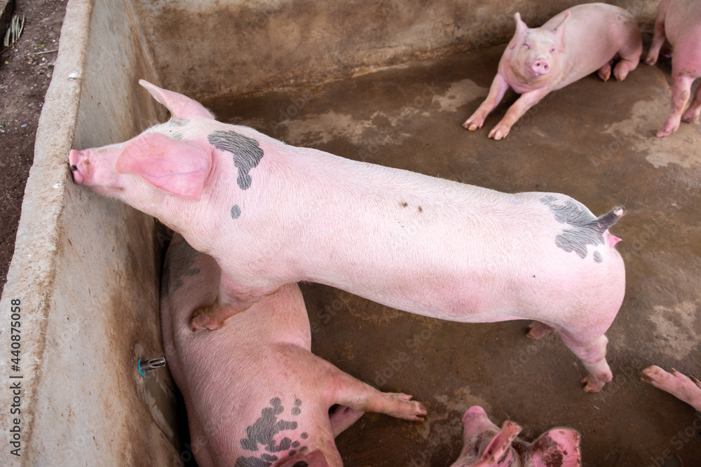 Pig farm in swine business in tidy and clean indoor housing farm, with ...