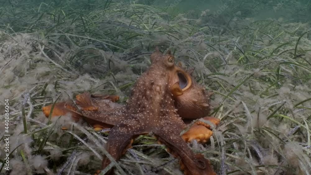 Maori Octopus Macroctopus propulsion jetting underwater and swimming on ...