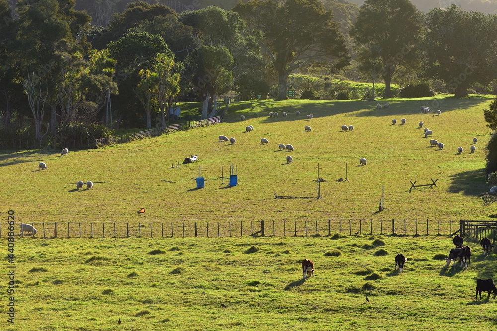 Green paddock with large trees to create shade divided between sheep ...