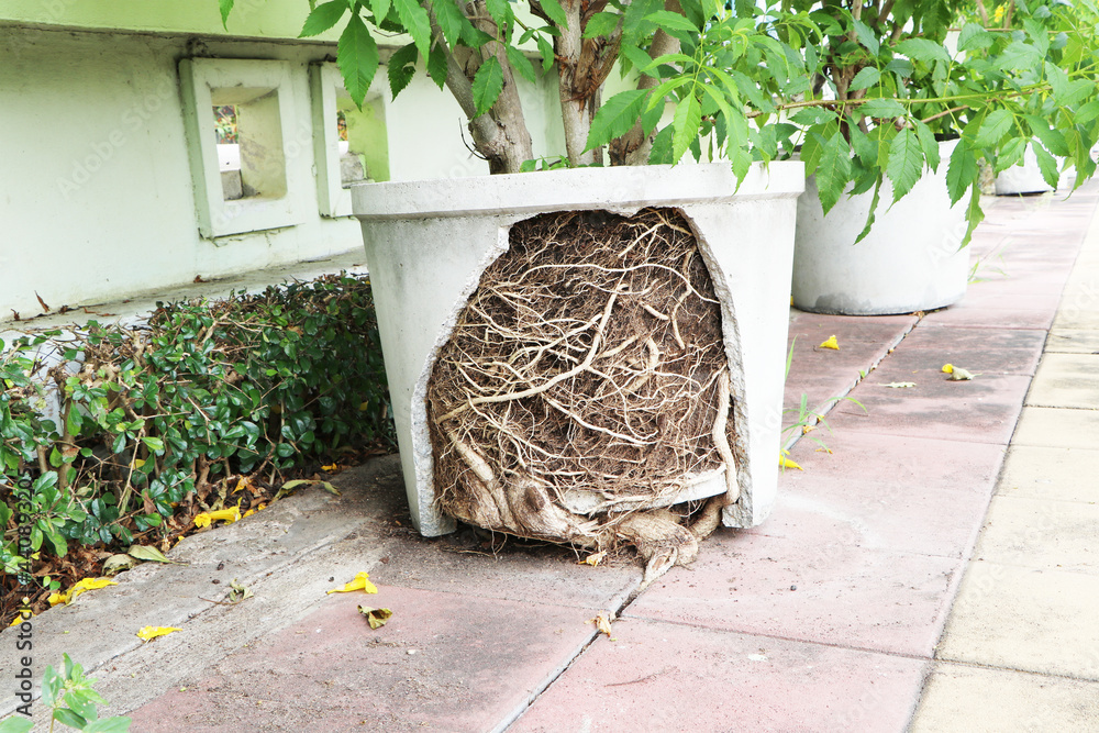 The potted plants concrete white in the park are broken from the root ...