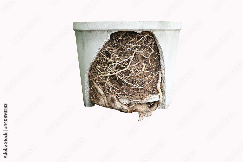 The potted plants concrete white in the park are broken from the root ...
