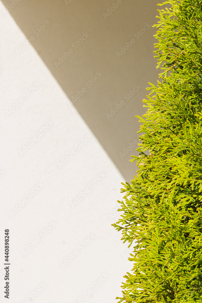 Green thuja tree branches texture background, tui tree, thuja ...