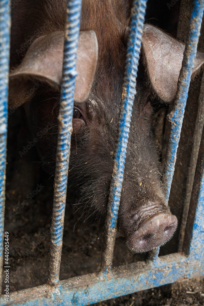 unfortunate piglet suffers trapped in a cage behind bars at a meat farm ...