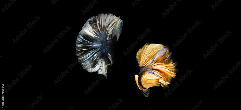 Fotografia do Stock: Beautiful of blue and yellow half moon siamese ...