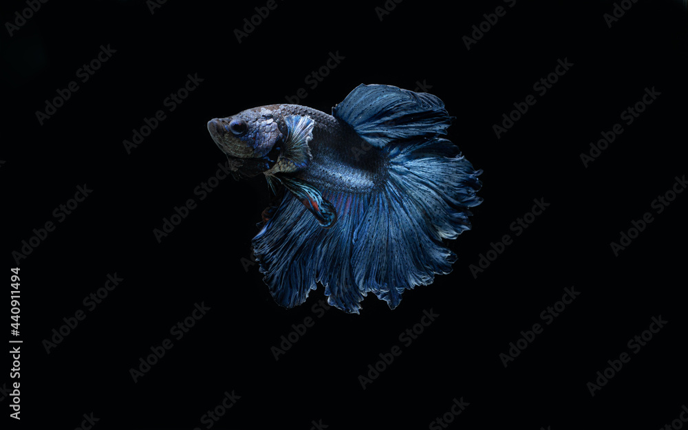 Beautiful of blue and yellow half moon siamese betta fish fighting fish ...