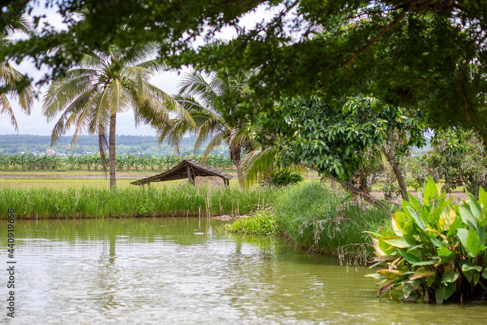 A hut beside a fish pond in the middle of a rice field planted with ...