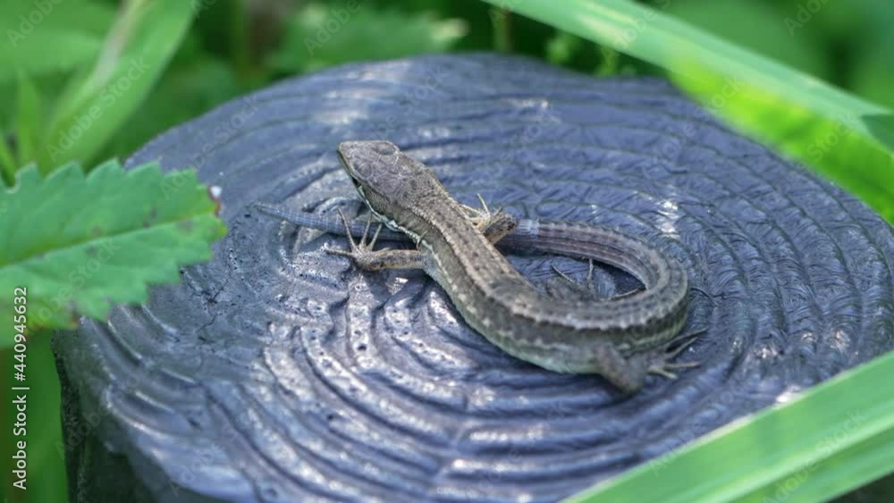 Japanese Grass Lizard (Takydromus Tachydromoides) Resting On A Wildlife ...