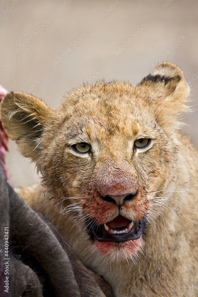 Afrikaanse Leeuw, African Lion, Panthera leo Stock Photo | Adobe Stock