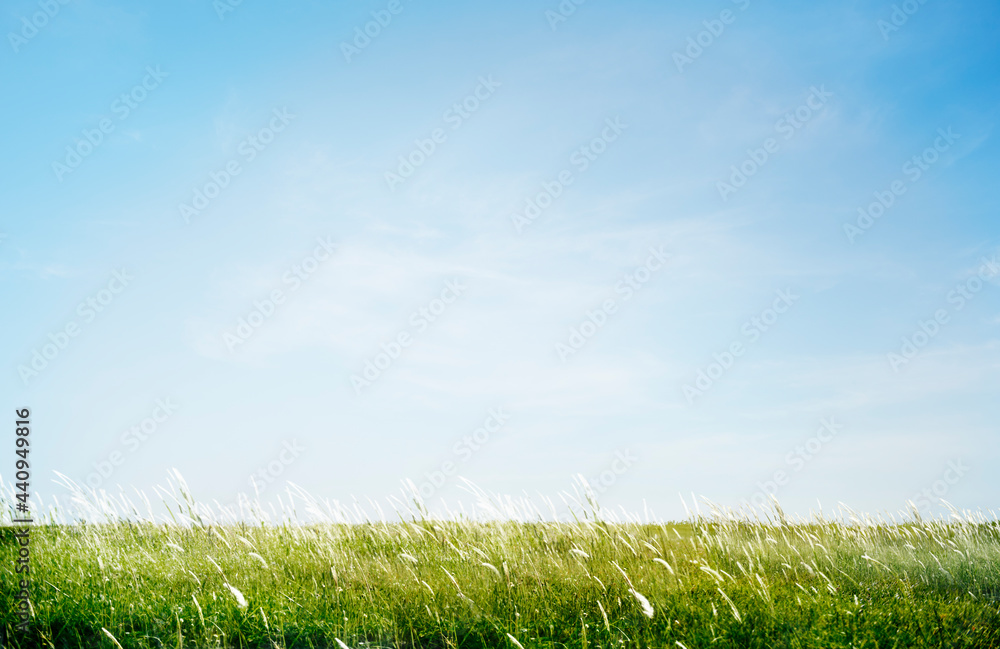 Poster Green Grassy Park Field Outdoors Concept – Wall Art | UkPosters