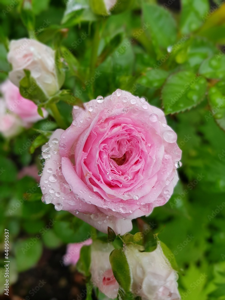 Rosa indica fragrans Stock Photo | Adobe Stock
