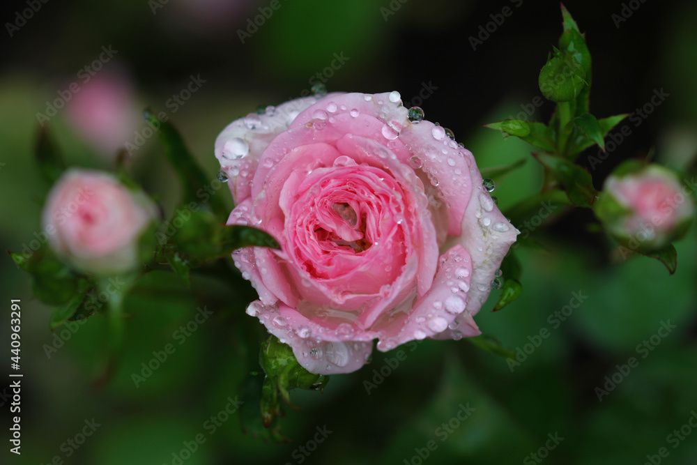 Rosa indica fragrans Stock Photo | Adobe Stock