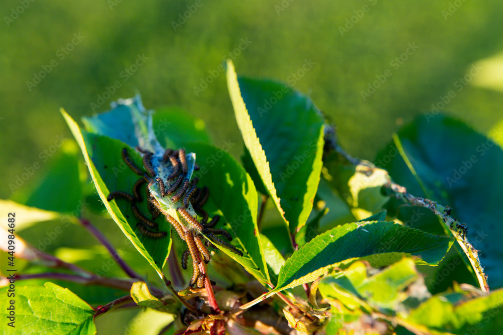 Crawling disgusting larvae attacking tree leaves and making cobweb for ...