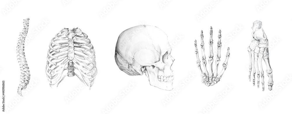 Elements of the human skeleton. Skull, spine, chest, hand, foot ...