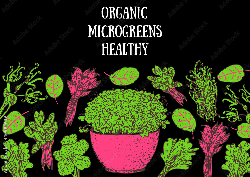 Microgreens hand drawn vector illustration. Organic healthy food ...