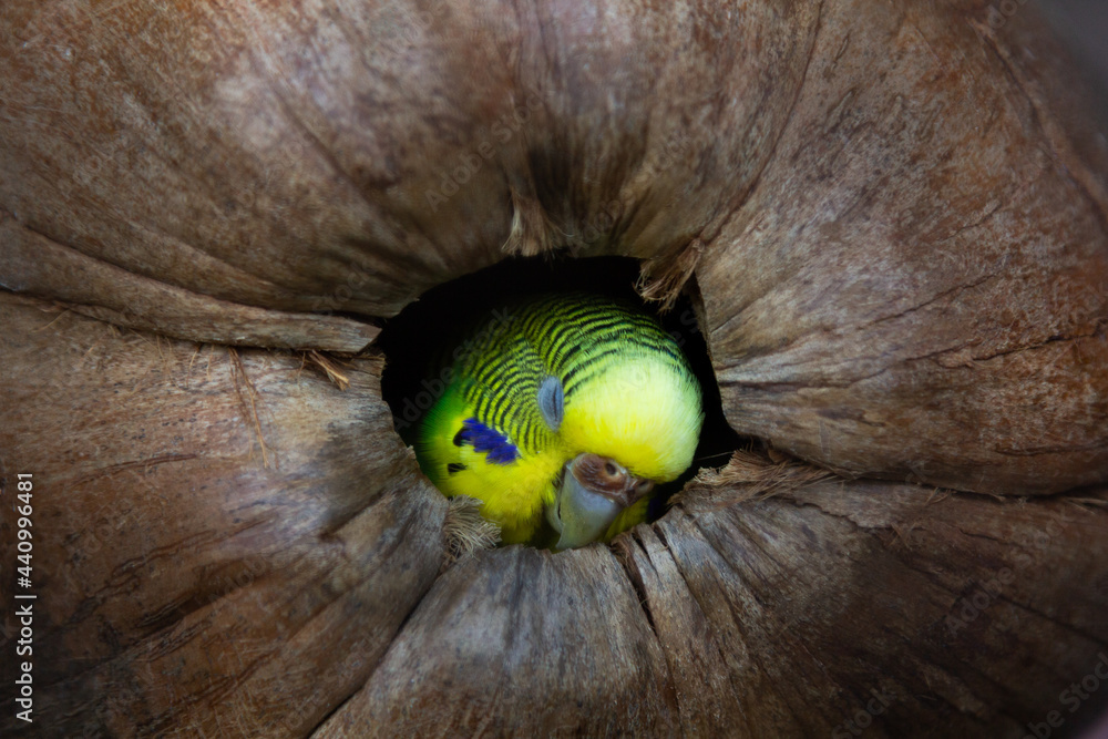 Cute Green budgerigar birds are going to sleep inside dried coconut ...